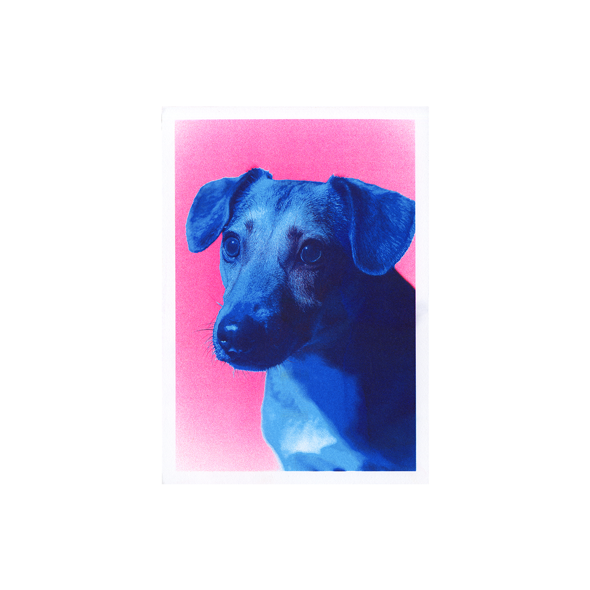 Dogo B Quintal dogo-b-quintal